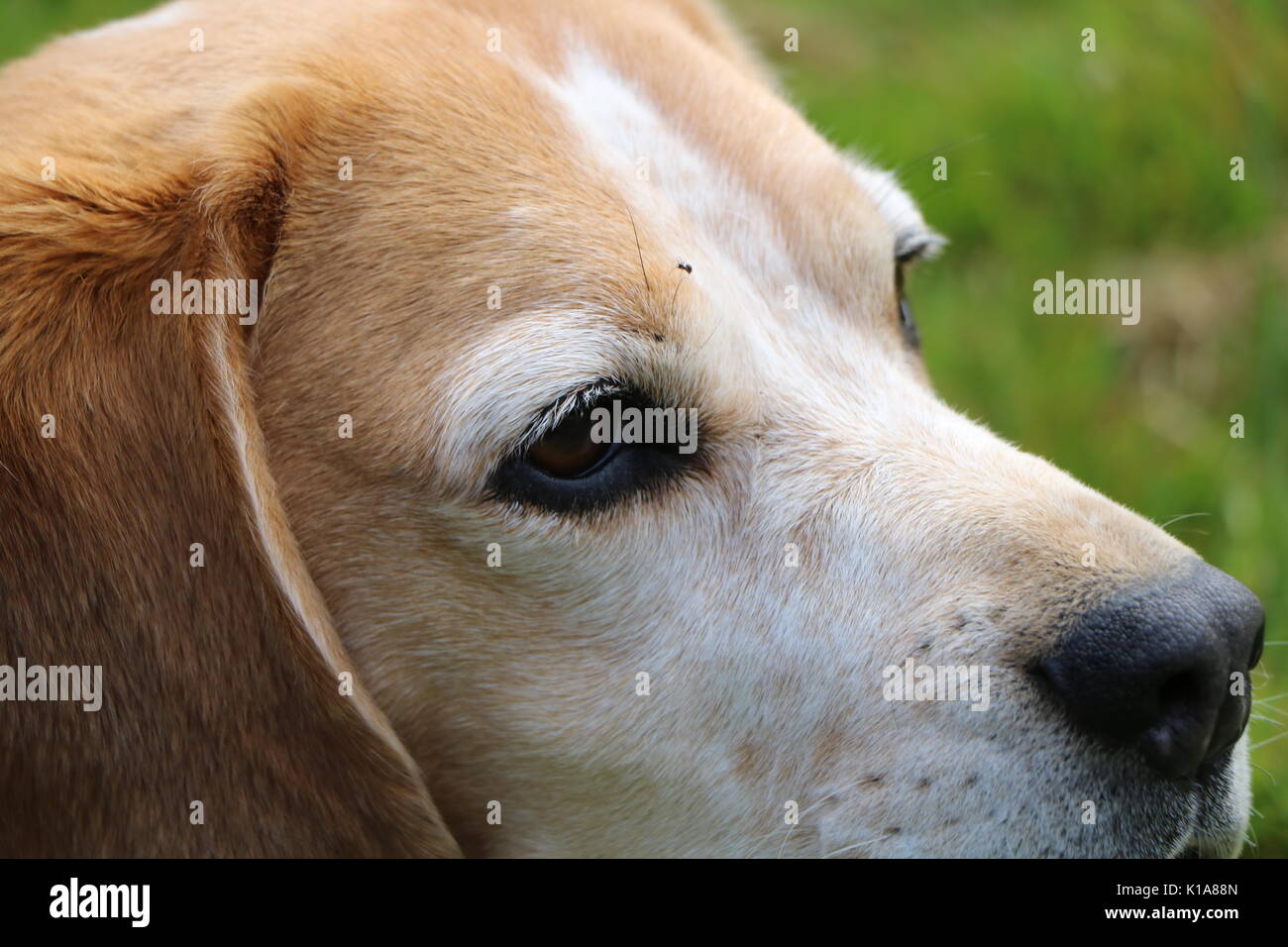 Beagle boy up close Stock Photo - Alamy