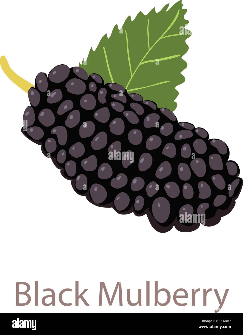 Black mulberry icon, isometric 3d style Stock Vector Image & Art - Alamy
