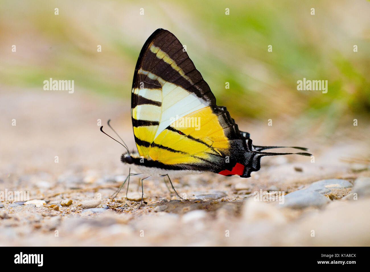 Pathysa hi-res stock photography and images - Alamy