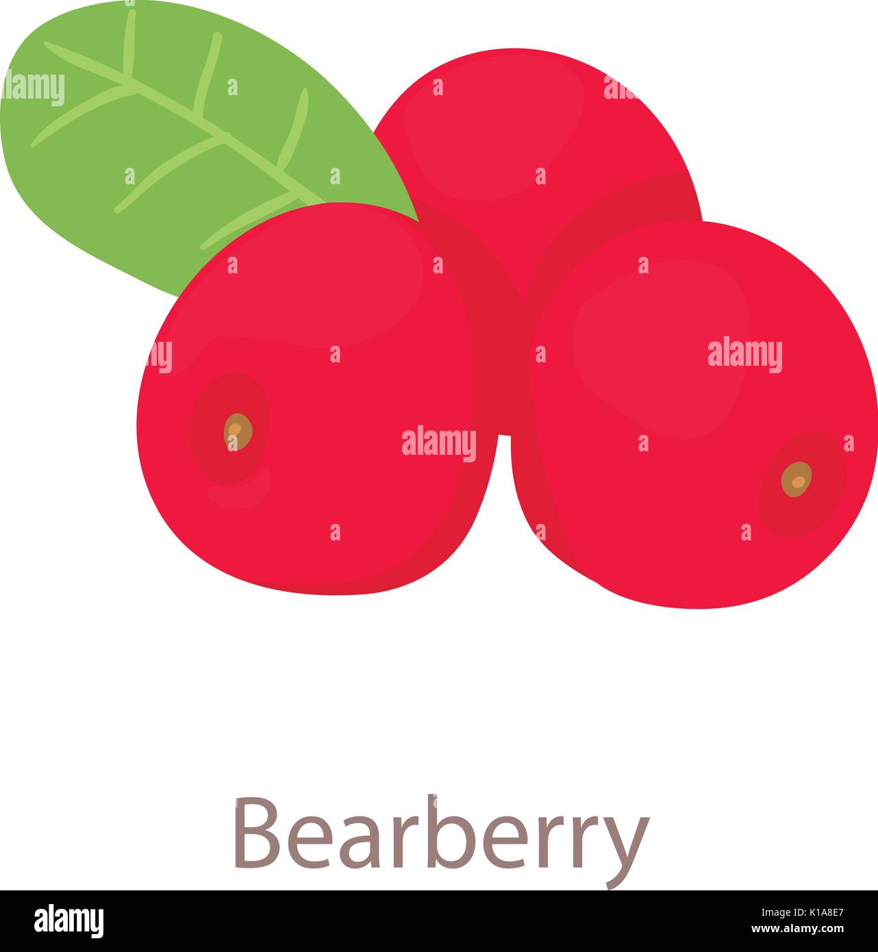 Bearberry icon, isometric 3d style Stock Vector Image & Art - Alamy