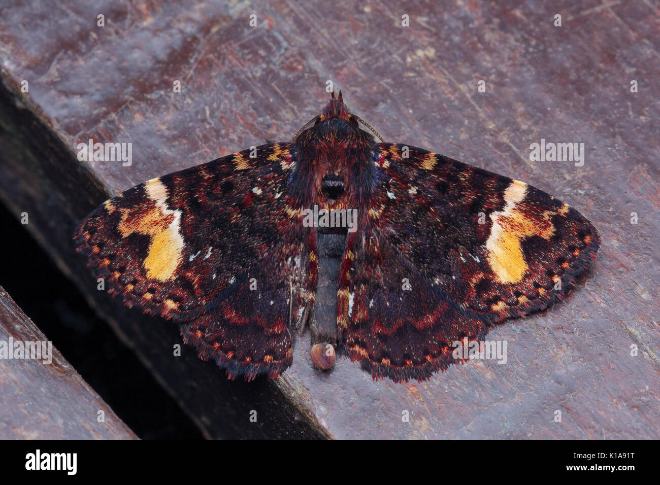 Moths of borneo hi-res stock photography and images - Alamy