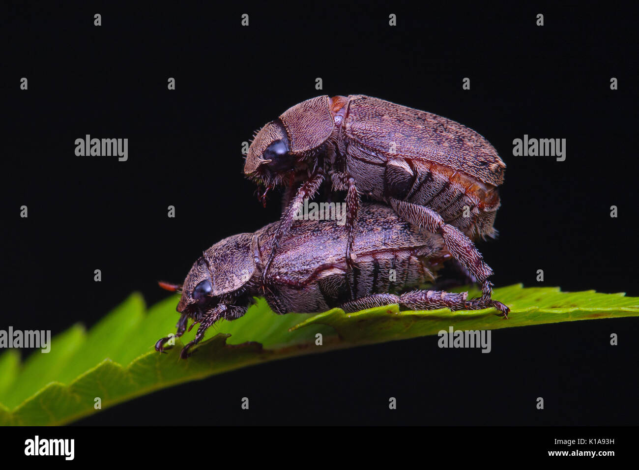 Adoretus hi-res stock photography and images - Alamy