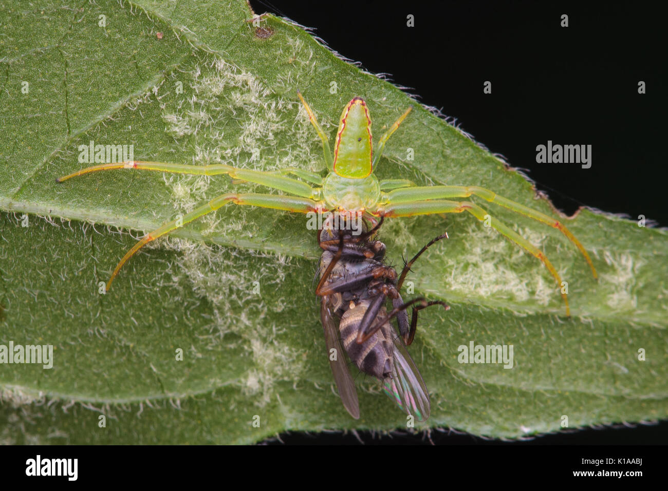 Crab Spider with prey Stock Photo - Alamy