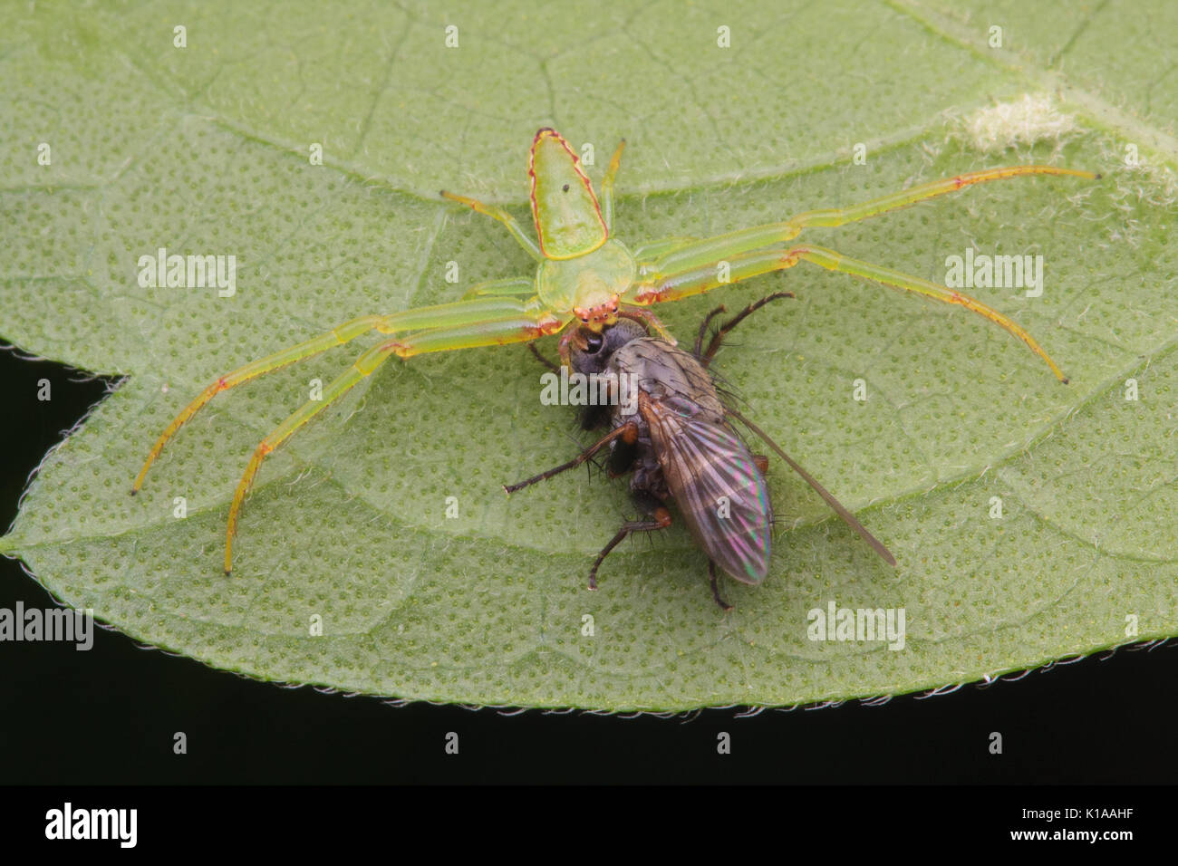Crab Spider with prey Stock Photo - Alamy