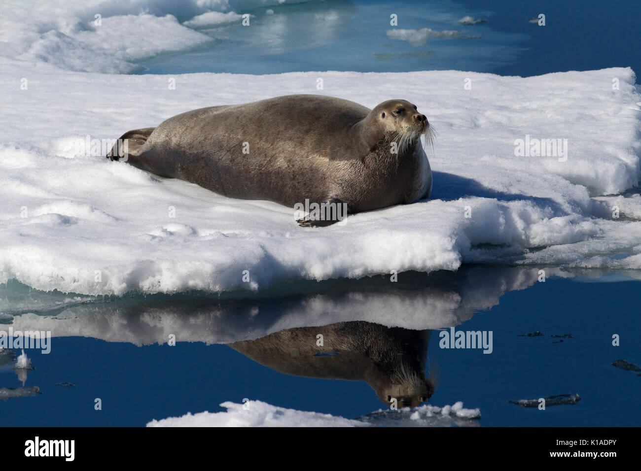 Bearded seals hi-res stock photography and images - Alamy
