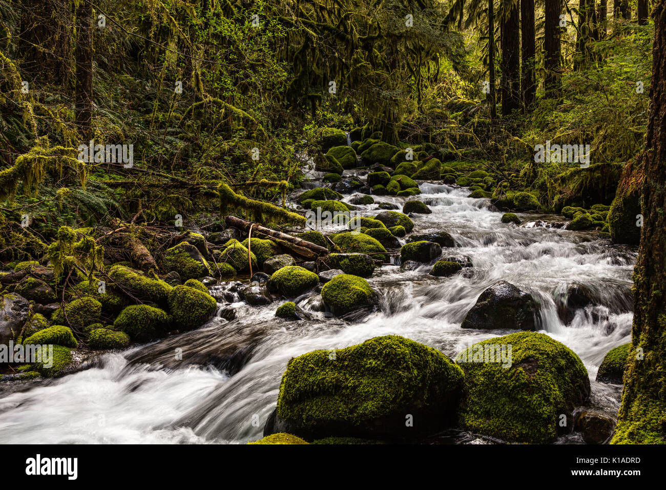 Willamette river rock hi-res stock photography and images - Alamy