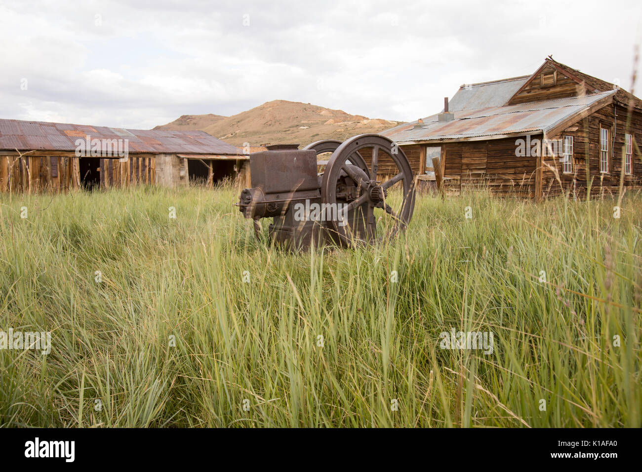 Metal field in tall grasses outside wooden buildings in Bodie State ...