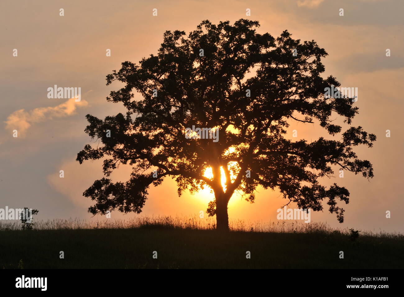 Stately oak tree on ridge in native prairie silhouetted at sunset ...