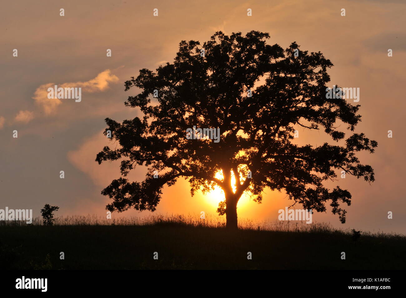 Stately oak tree on ridge in native prairie silhouetted at sunset ...