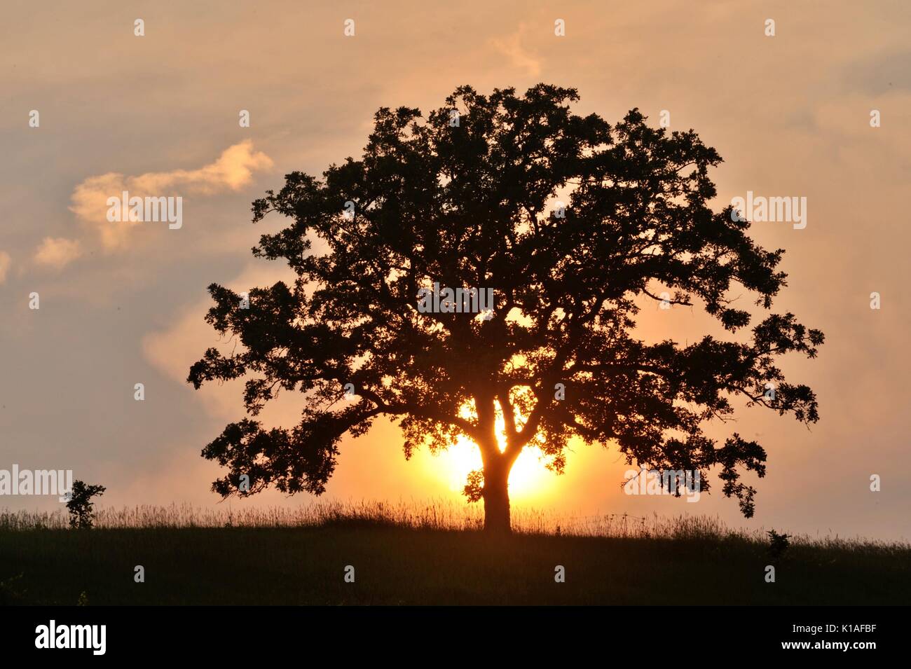 Stately oak tree on ridge in native prairie silhouetted at sunset ...