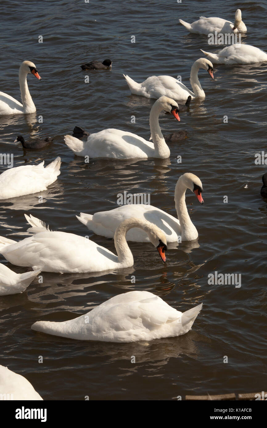 swans at Abbotsbury Stock Photo - Alamy