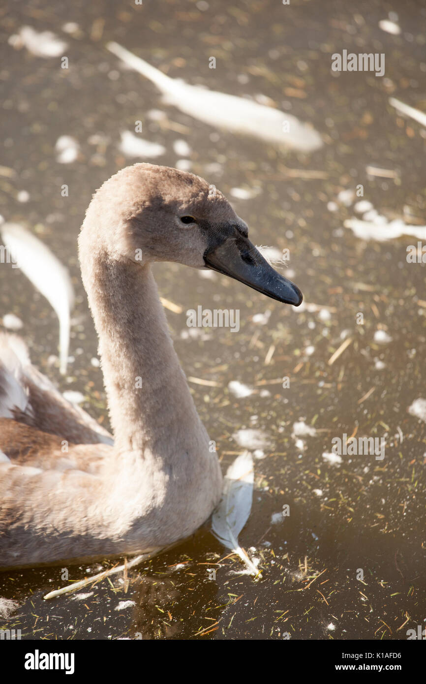 Signets signet swan swans hi-res stock photography and images - Alamy