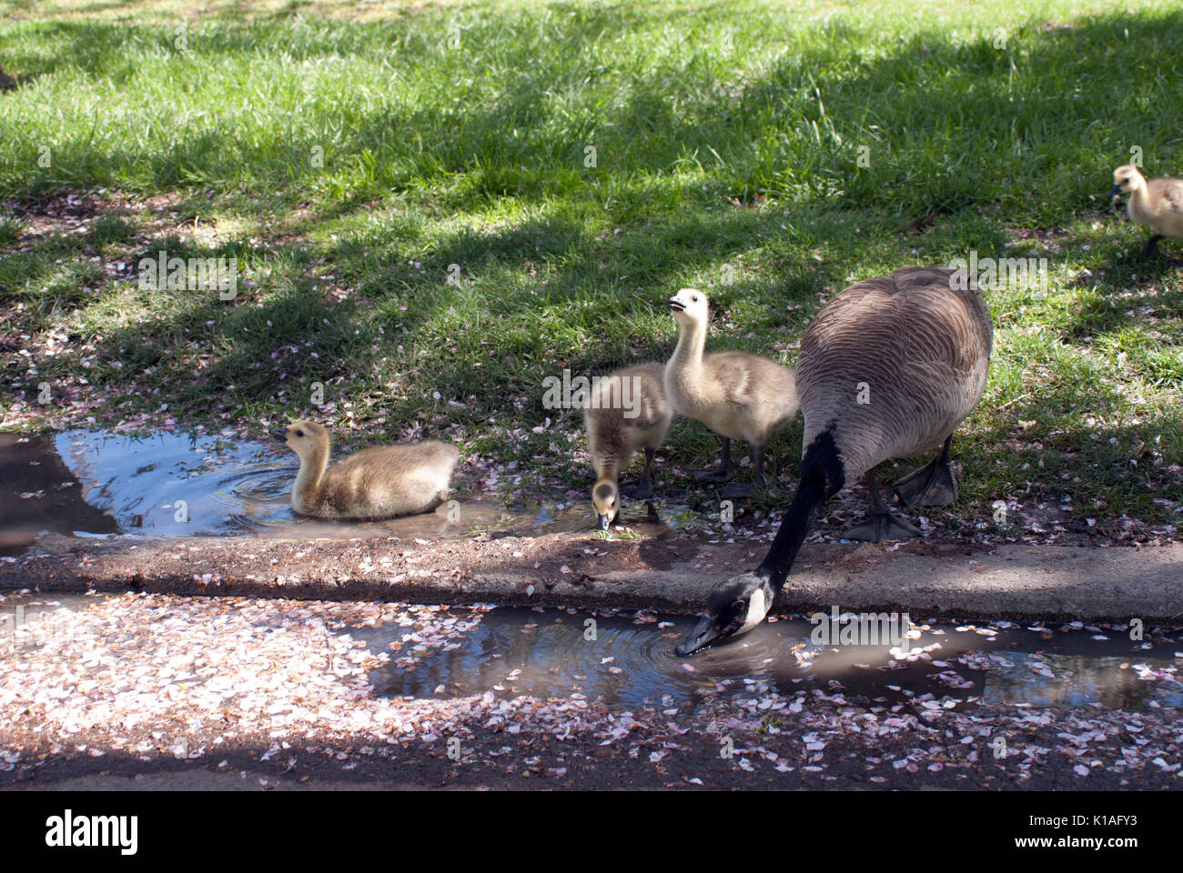 Mama Canada goose and her goslings splash in a puddle Stock Photo - Alamy