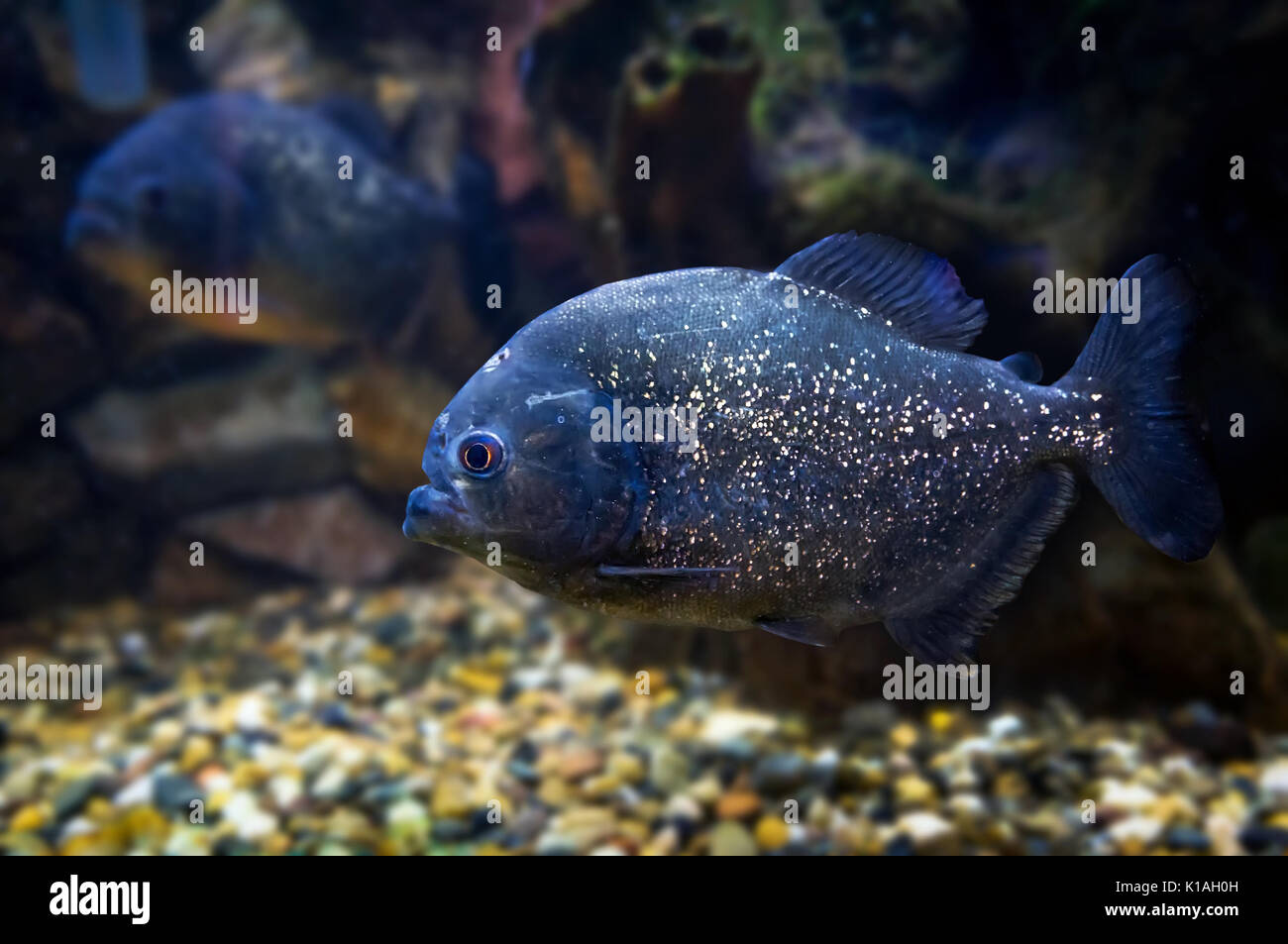 Piranha swims underwater on the bottom of the river on a background of ...
