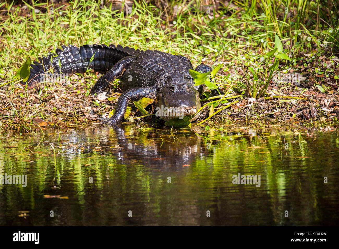 American Alligator Alligator Florida Alligator mississippiensis gator ...