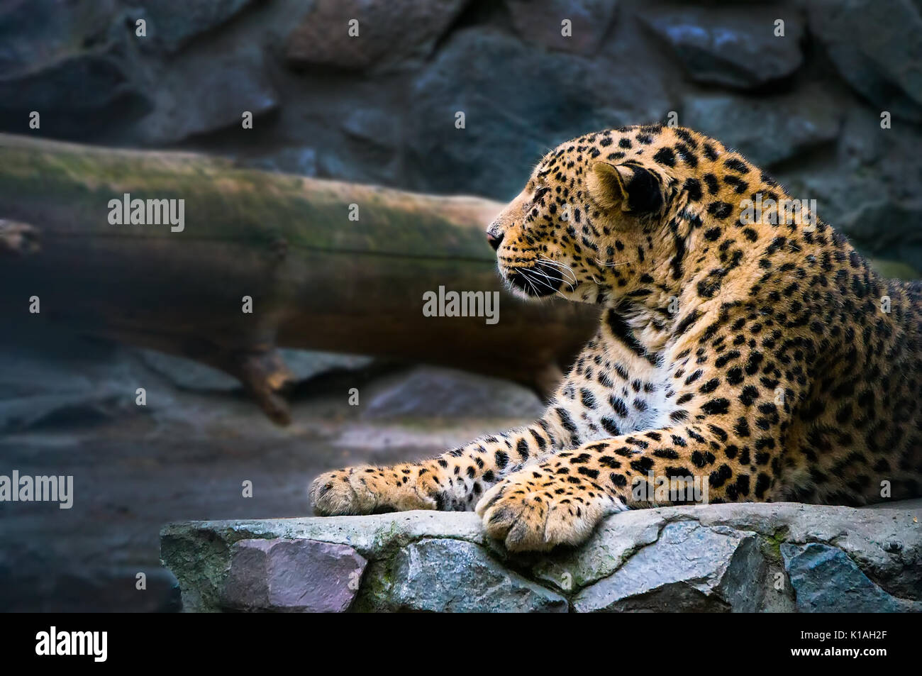 The Amur leopard sits in a cage. Portrait of a beautiful leopard. The ...