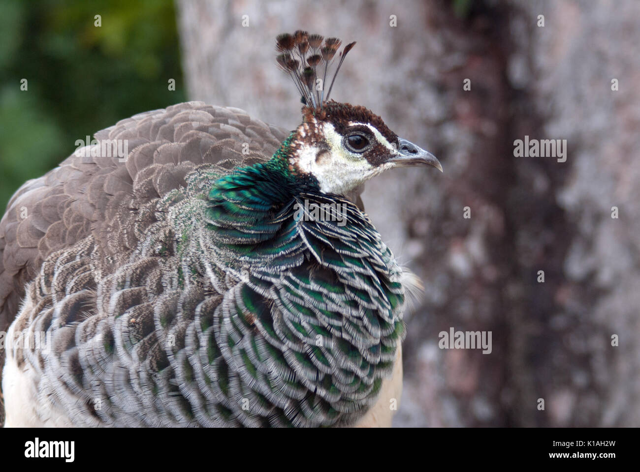 Vibrant peahen hi-res stock photography and images - Alamy