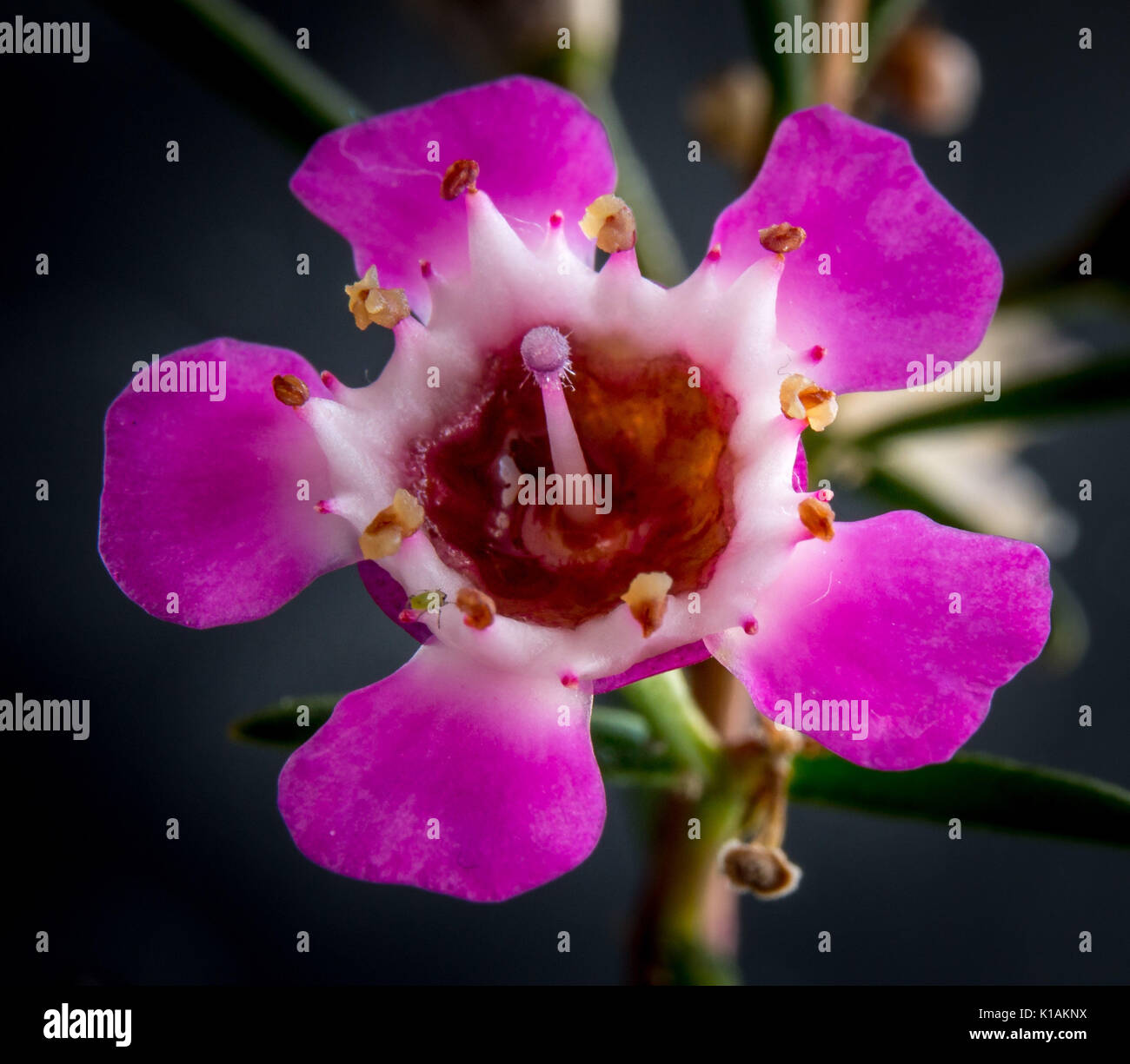 Australian native hardy plant hi-res stock photography and images - Alamy