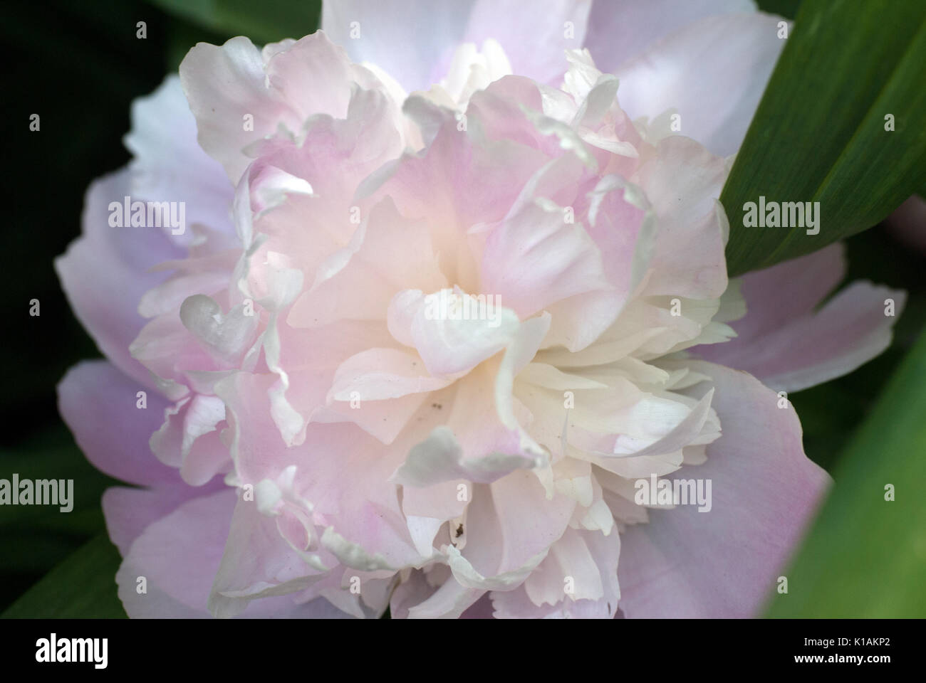 Fully open rose hi-res stock photography and images - Alamy