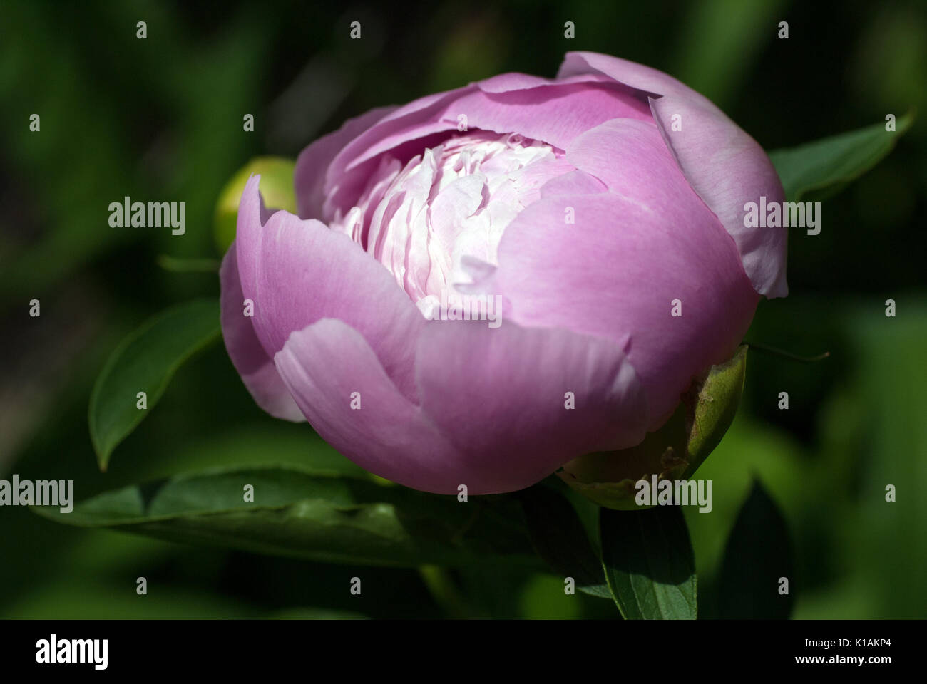 Peony bud opening flower hi-res stock photography and images - Alamy