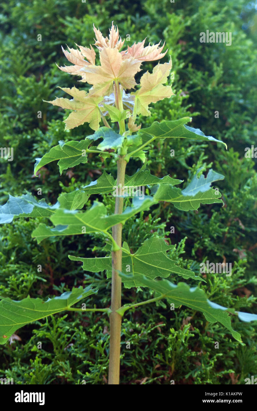 Saplng hi-res stock photography and images - Alamy