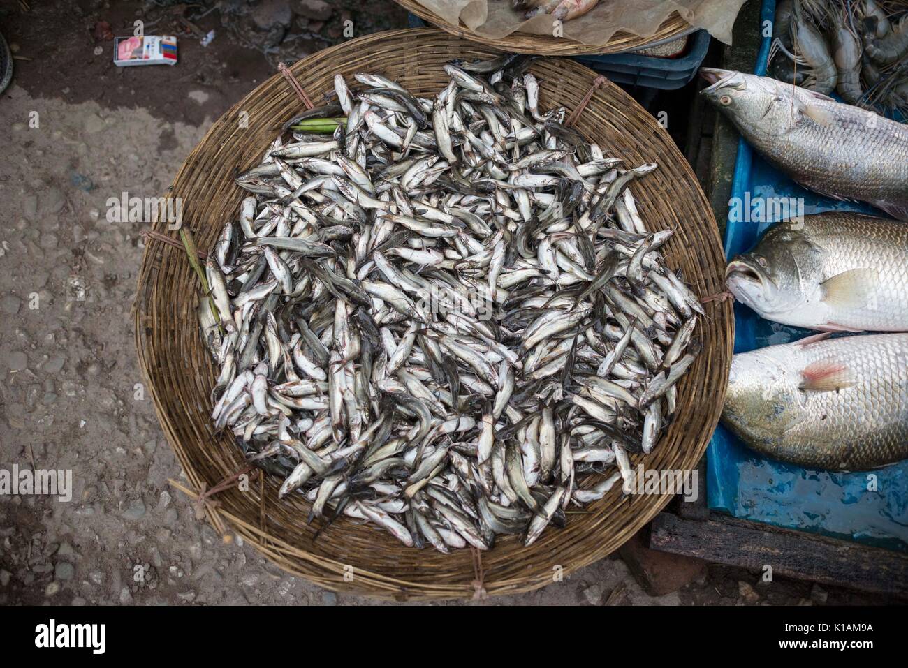 Tangra fish hi-res stock photography and images - Alamy