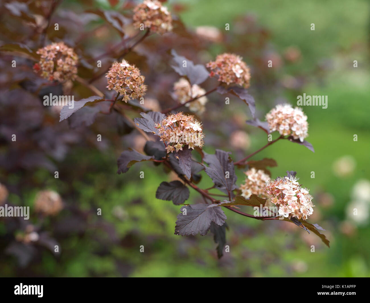 Beautiful shrub physocarpus flowers hi-res stock photography and images ...
