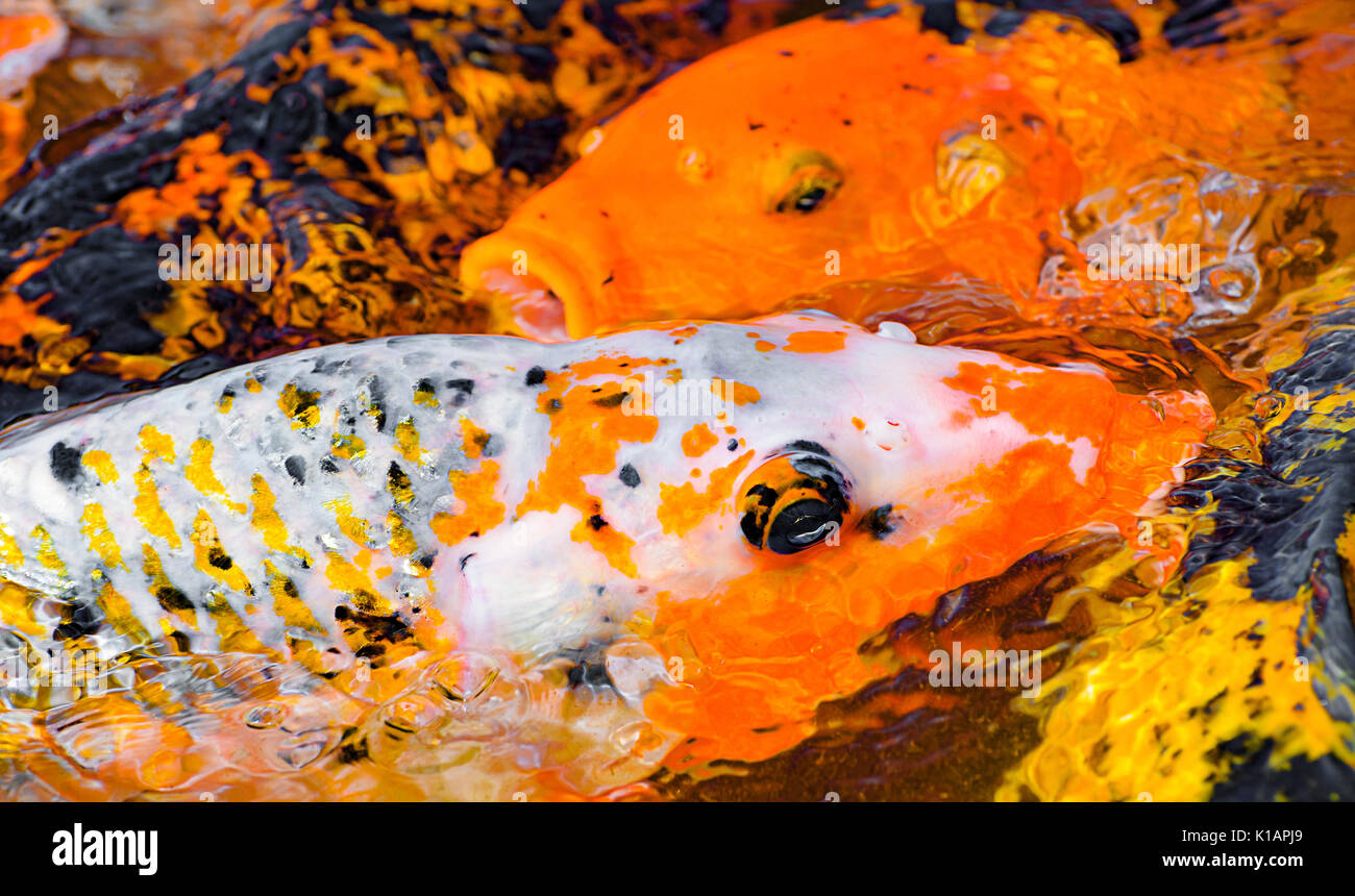 White carp on top of water of a lake. Carp with black and orange bursts ...