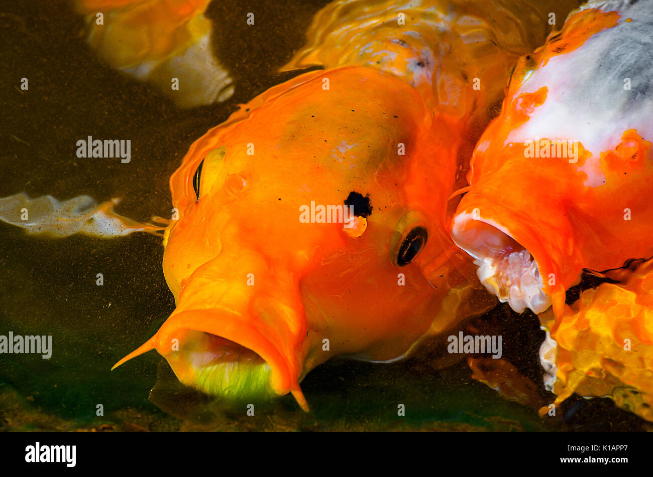 Orange carp with mouth open sucking the green moss of the lake ravine ...