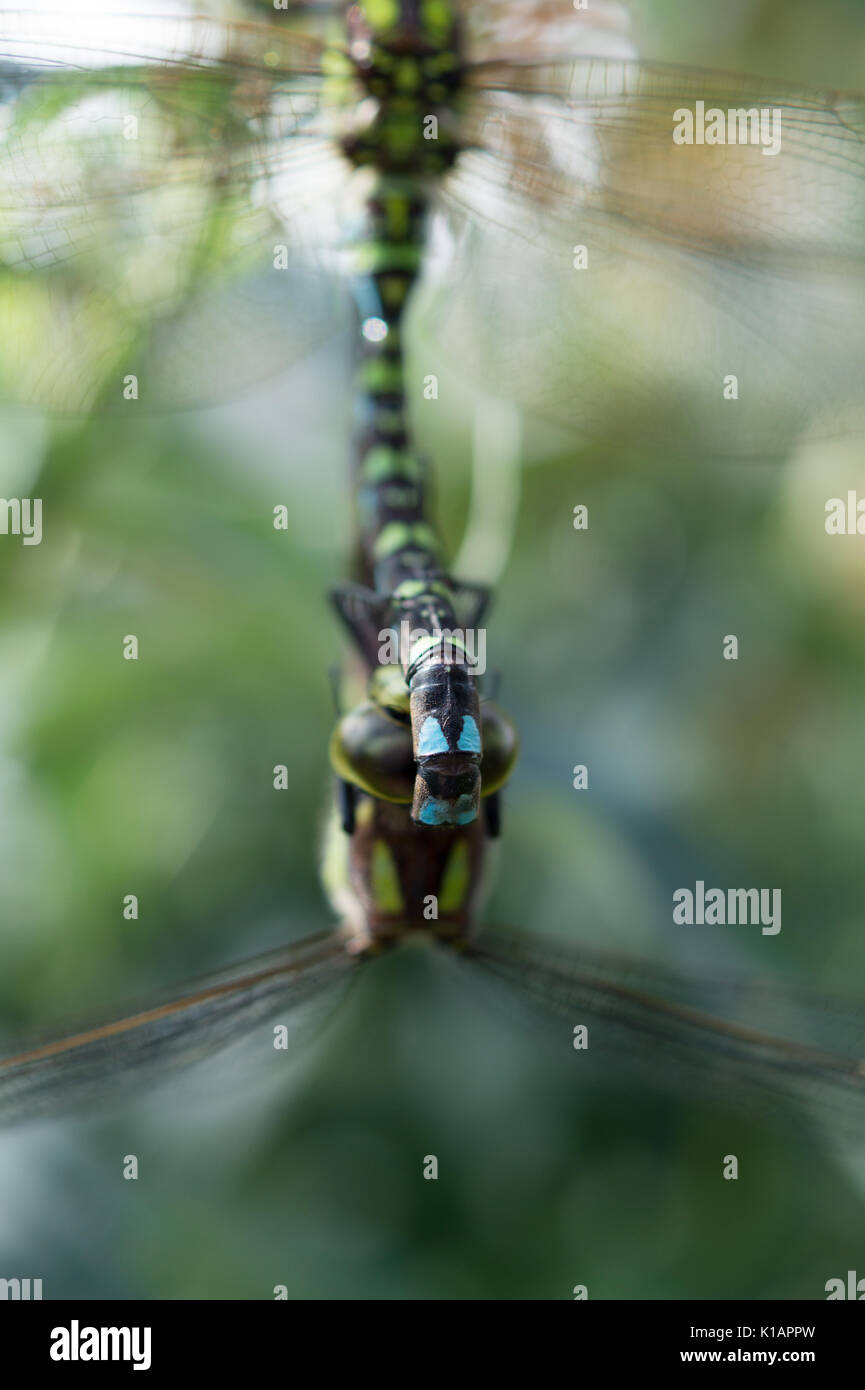 Dragonflies reproduction hi-res stock photography and images - Alamy