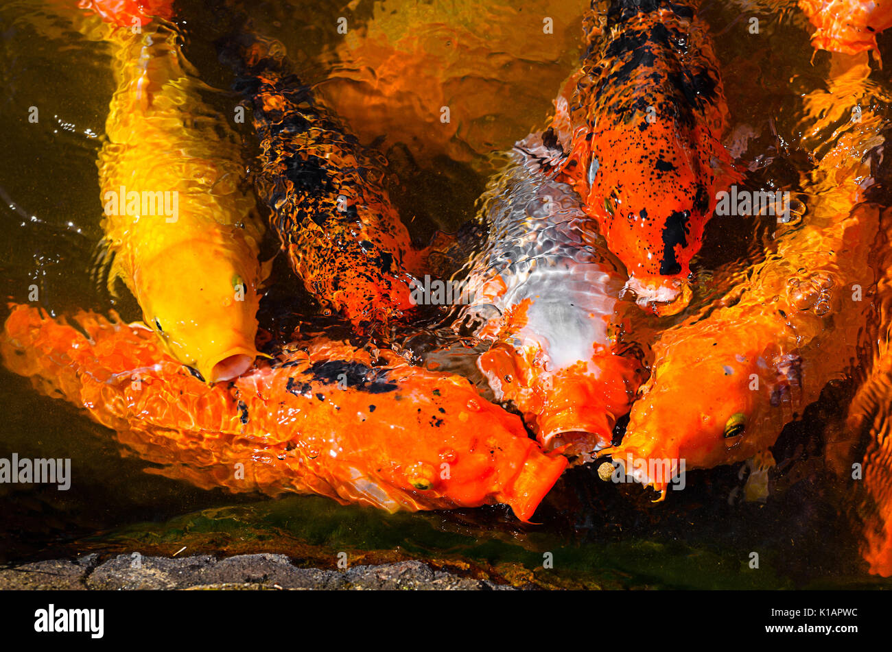 Shoal fish ball black and white hi-res stock photography and images - Alamy