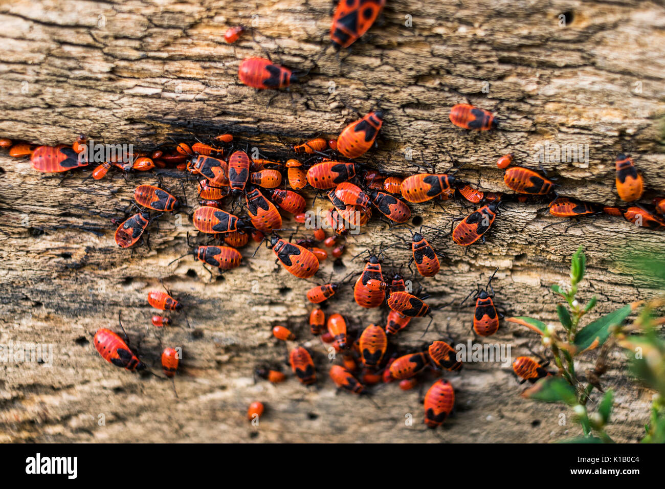 Fire bugs hi-res stock photography and images - Alamy