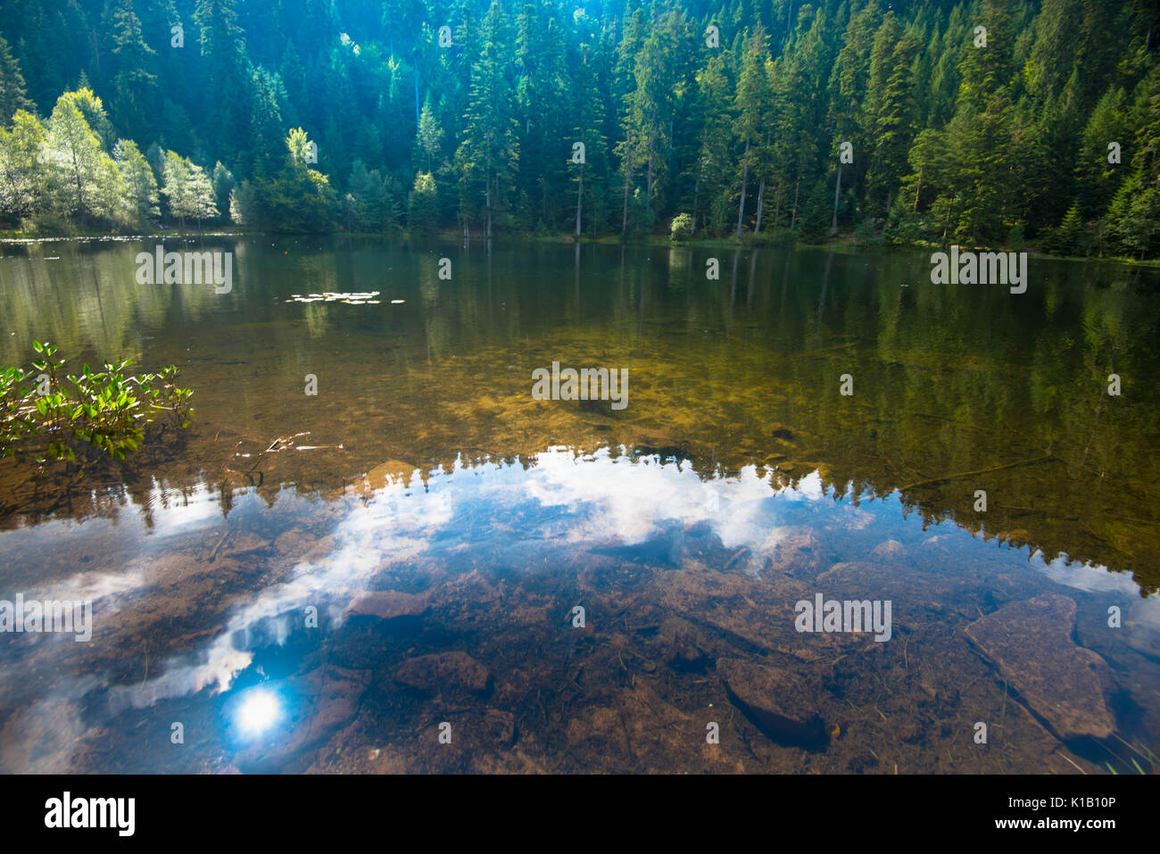 clear water in the lake called lac de la Maix in the Vosges mountains ...