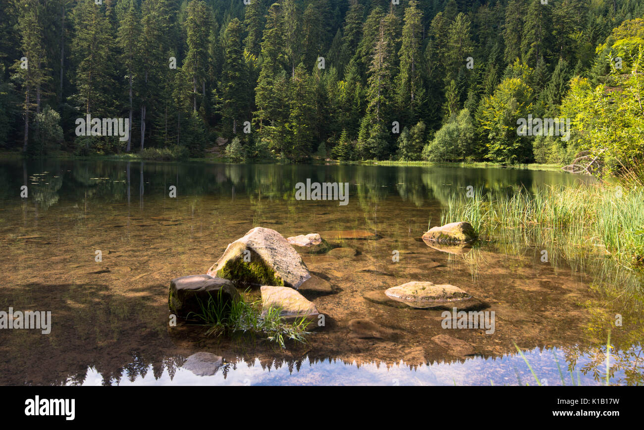 The mystical lac de la Maix in the Vosges mountains Stock Photo - Alamy