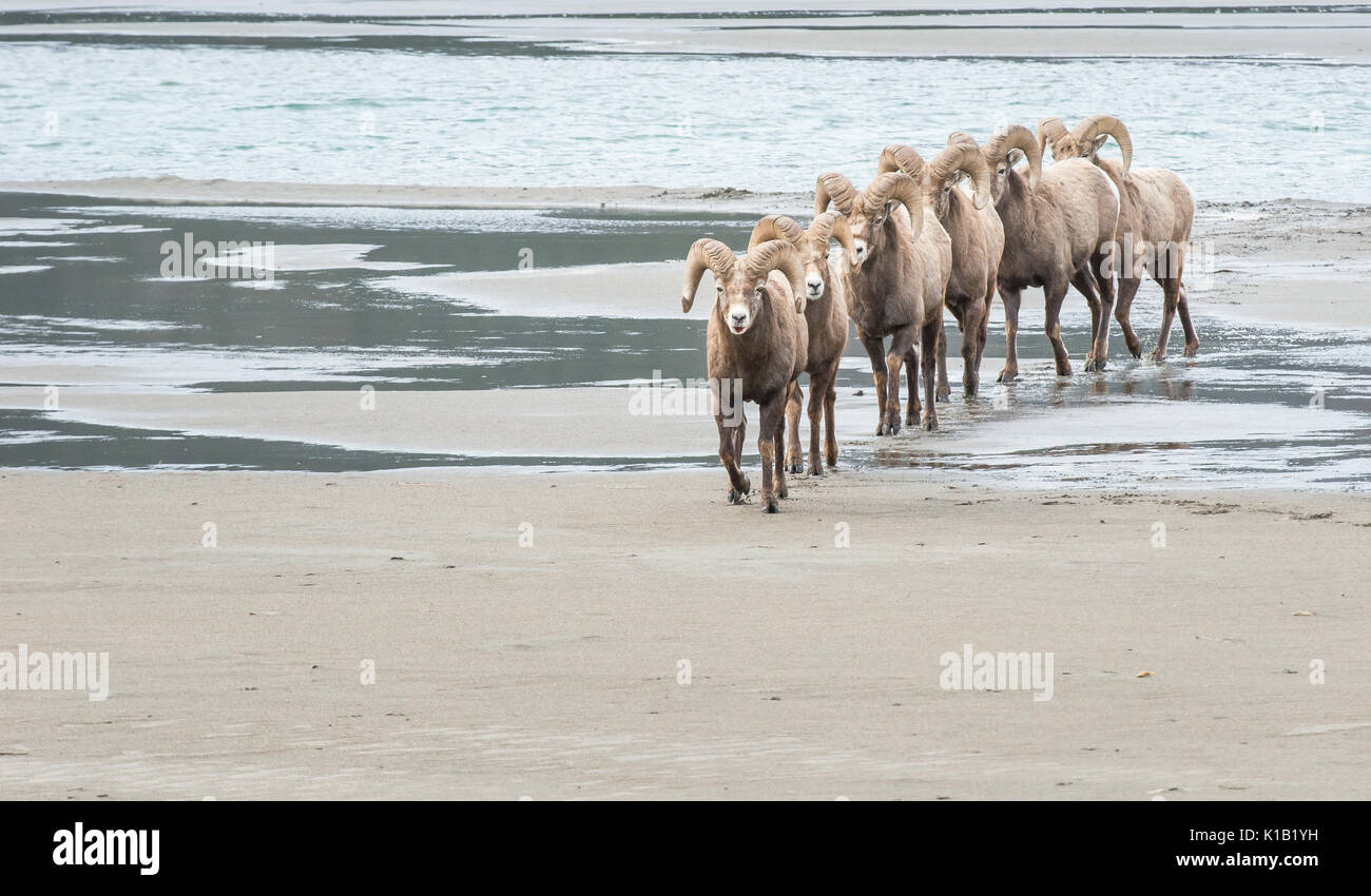 Rams beach hi-res stock photography and images - Alamy