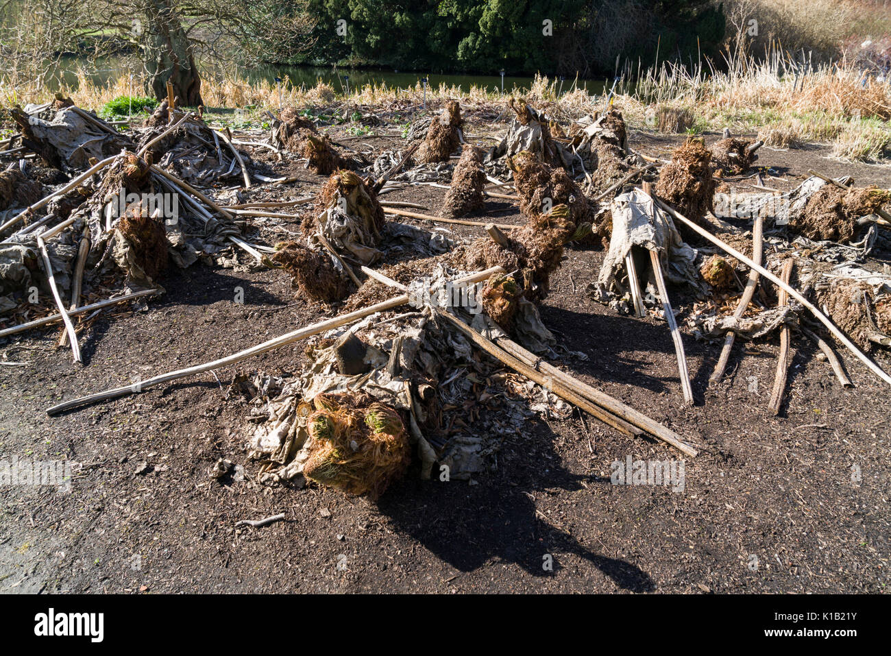Scotland - Edinburgh. The Botanical Gardens. End of March. Waste from ...