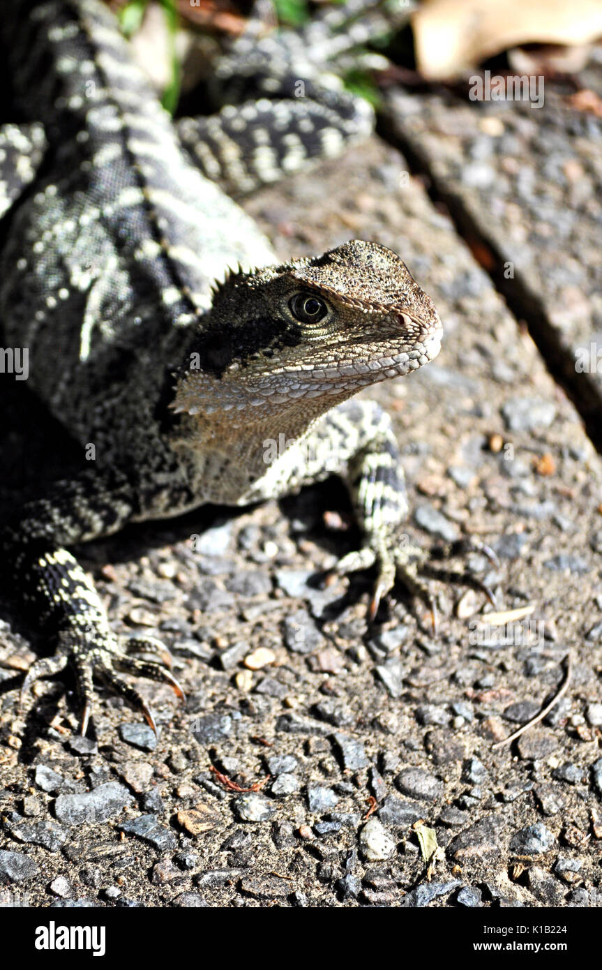 An Eastern Water Dragon on a pavement in Sydney Stock Photo - Alamy