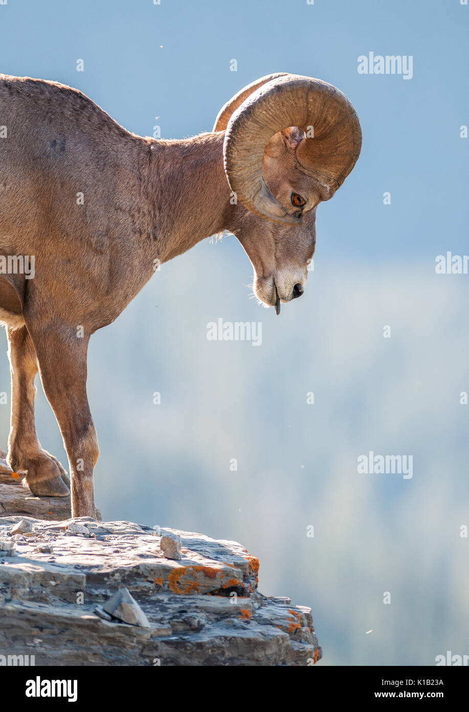 Bighorn sheep tongue hi-res stock photography and images - Alamy