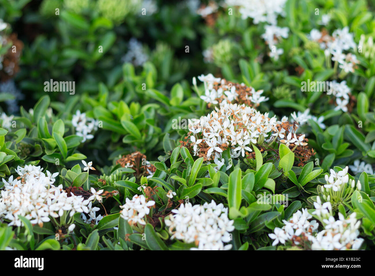 white flower in the garden vintage style asian Stock Photo - Alamy