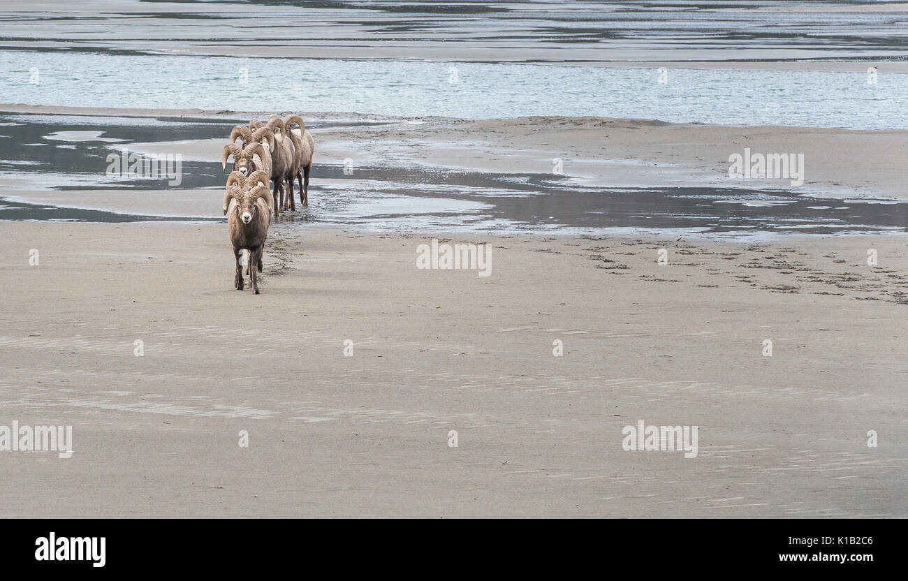 Rams Beach High Resolution Stock Photography and Images - Alamy