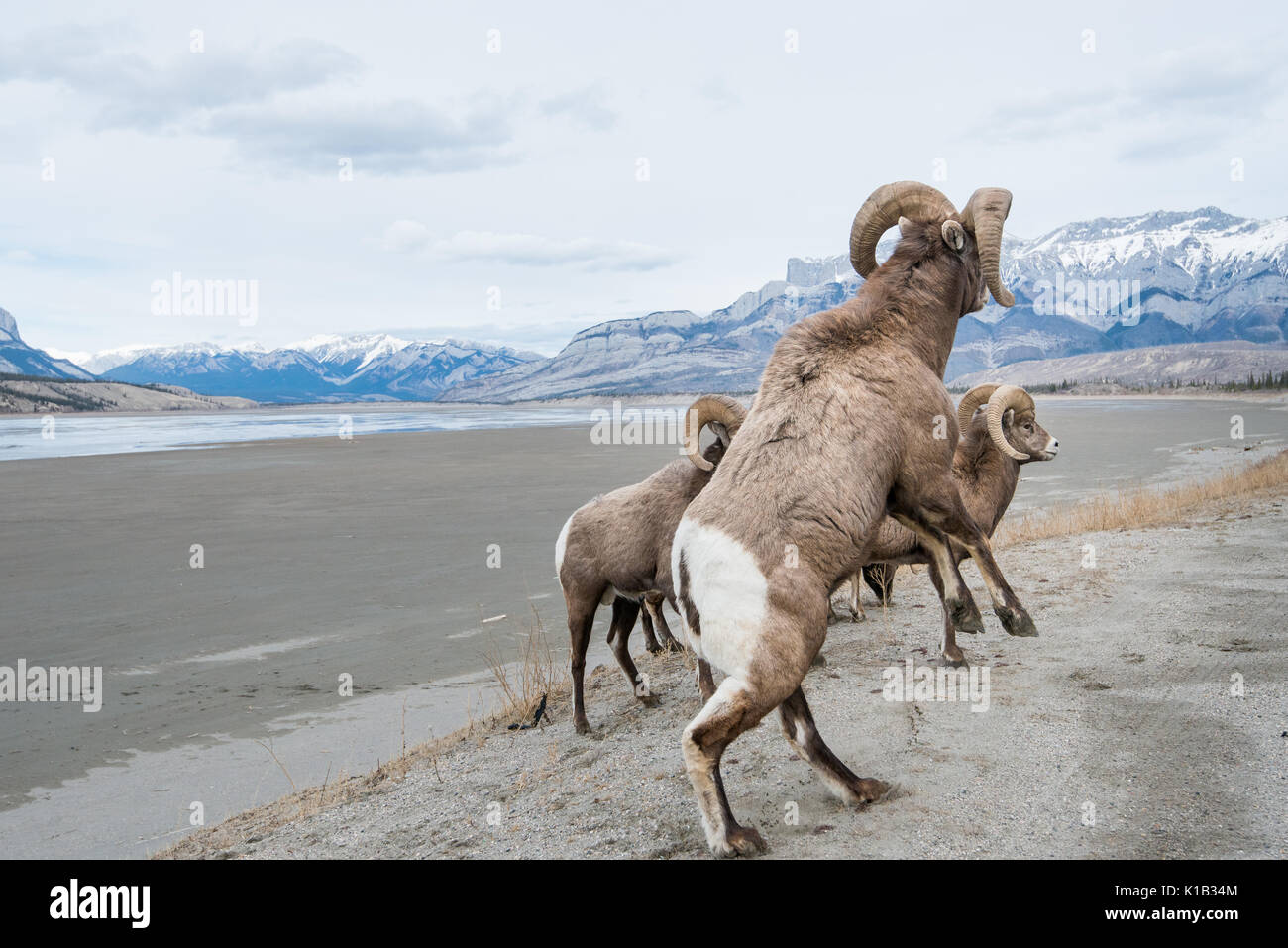 Rams beach hi-res stock photography and images - Alamy