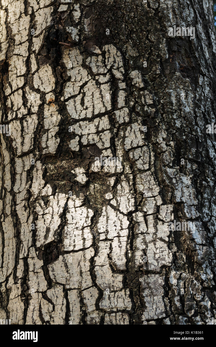 Abstract wood bark with the lichen texture Stock Photo - Alamy