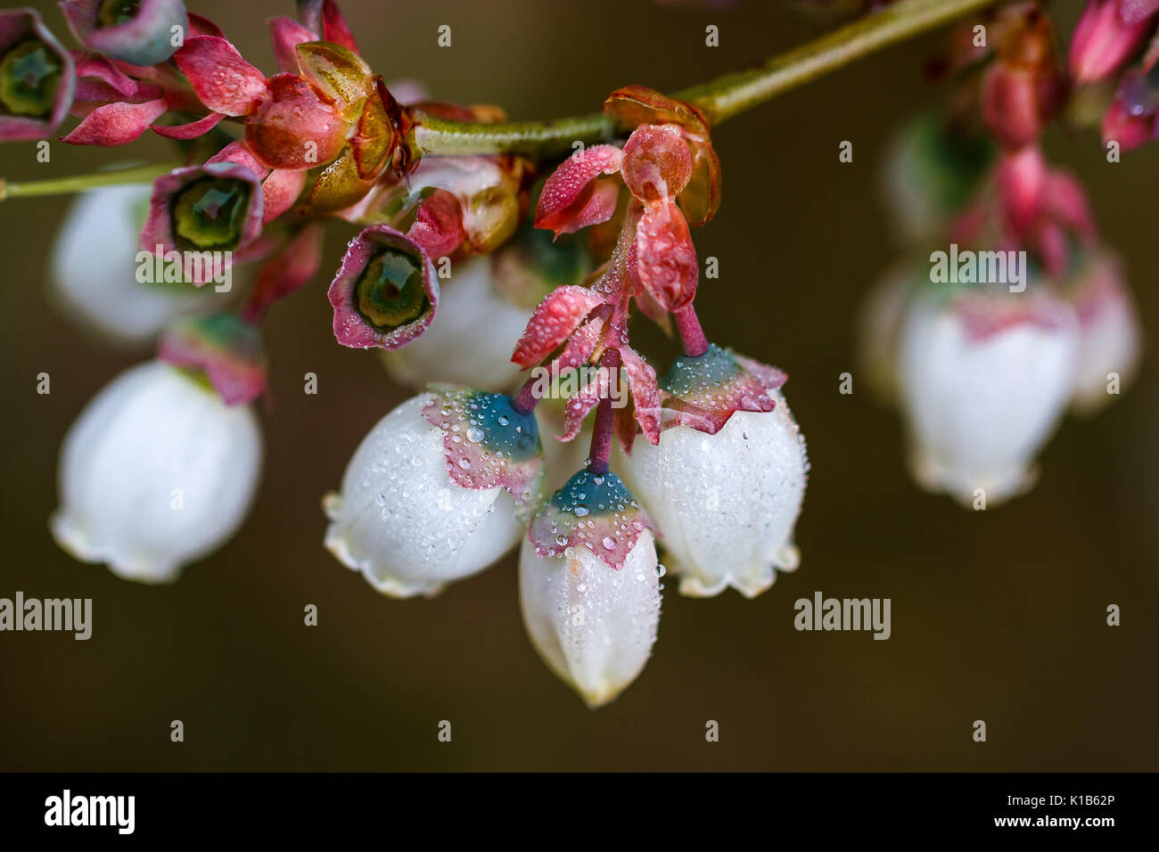 Blueberry Blossom Stock Photos & Blueberry Blossom Stock Images - Alamy