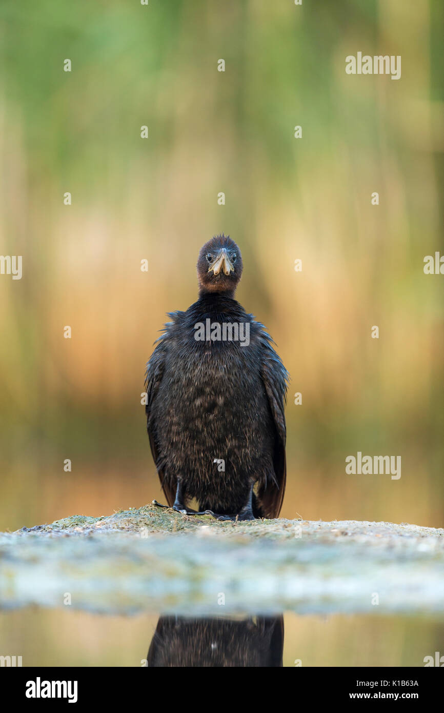 Pygmy cormorant Microcarbo pygmeus, adult, profile, Tiszaalpár, Hungary ...
