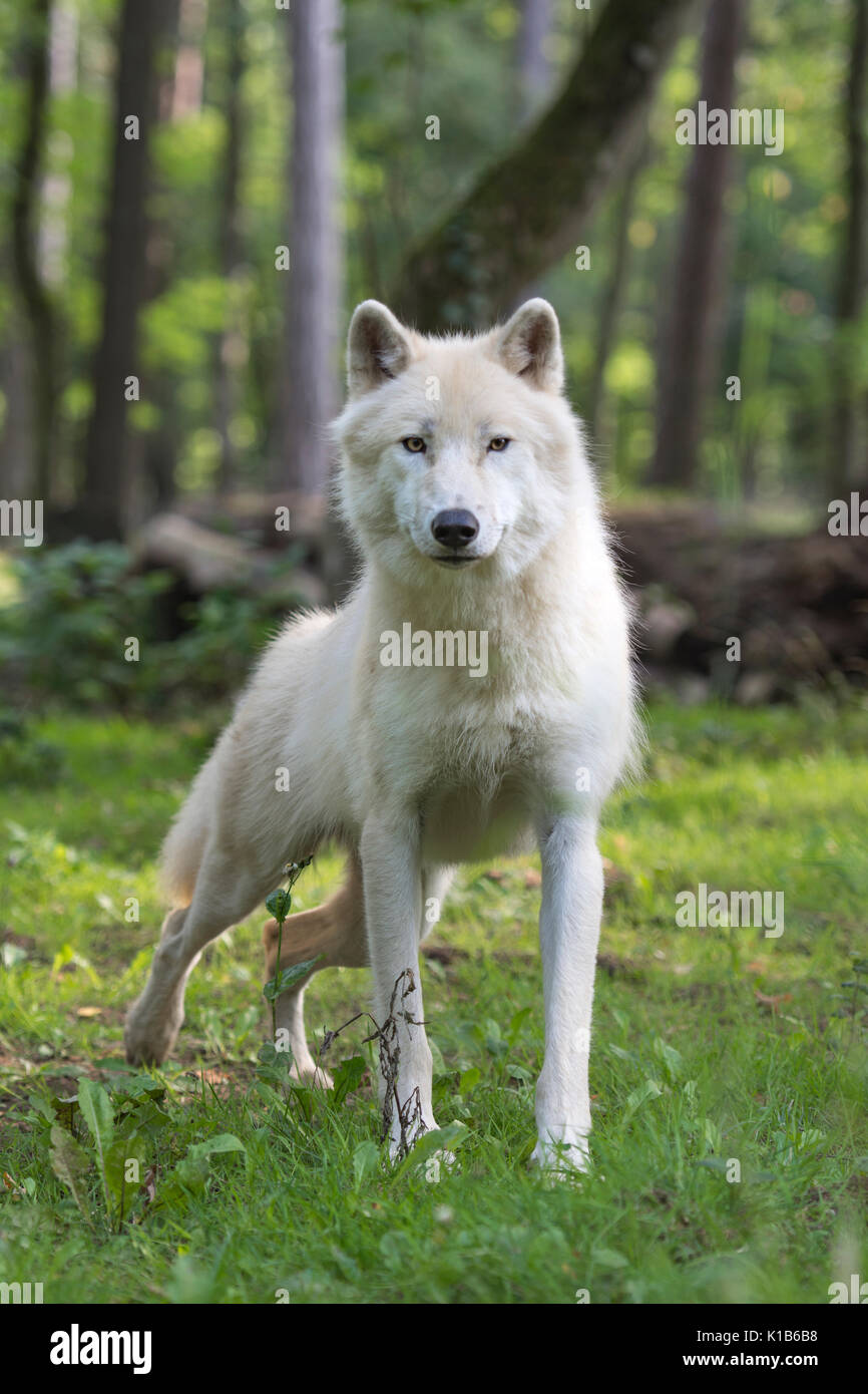 Greenland wolf hi-res stock photography and images - Alamy