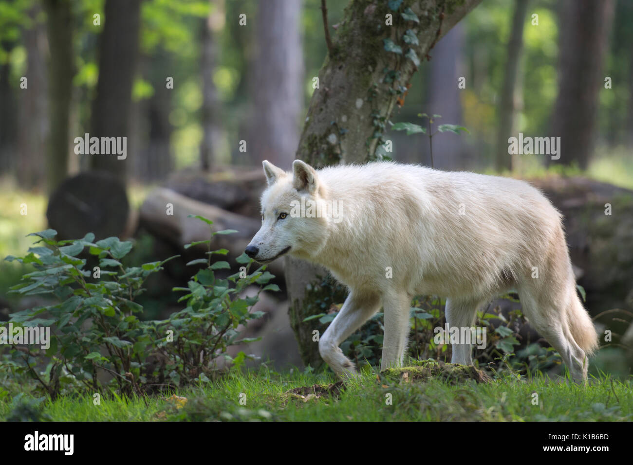 Greenland wolf hi-res stock photography and images - Alamy