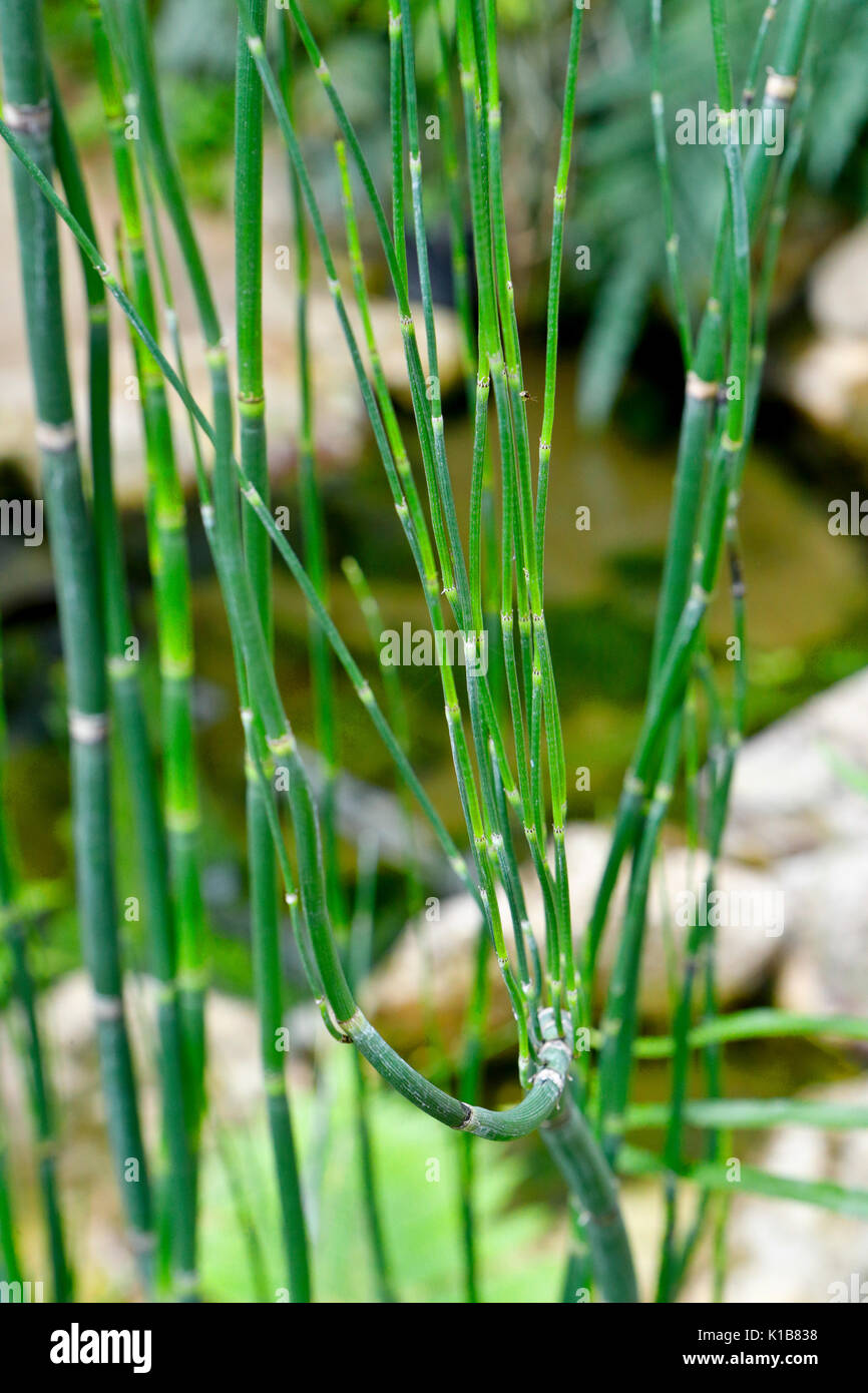 Giant Horsetail Equisetum Sp High Resolution Stock Photography and ...