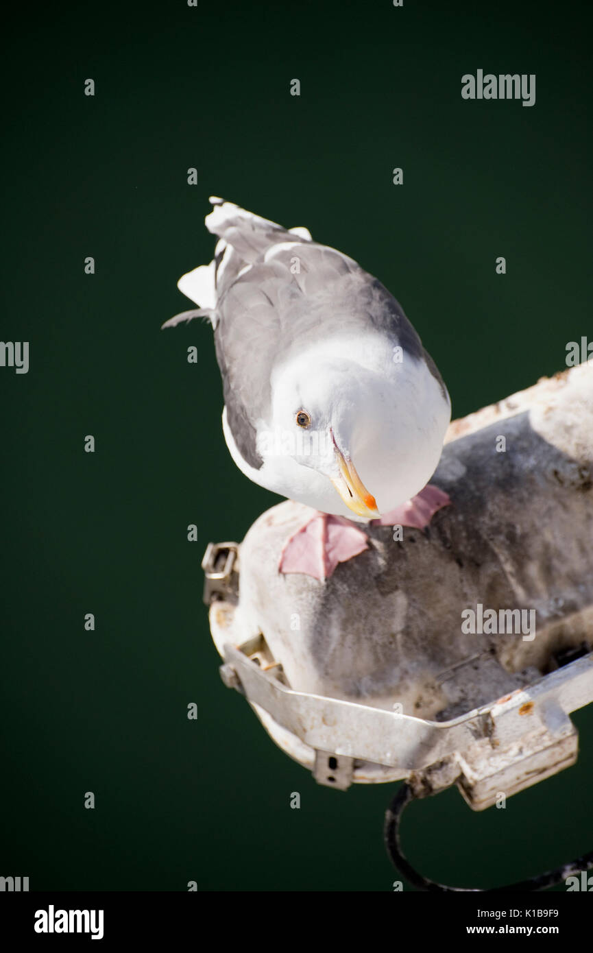 Seagull feet hi-res stock photography and images - Alamy