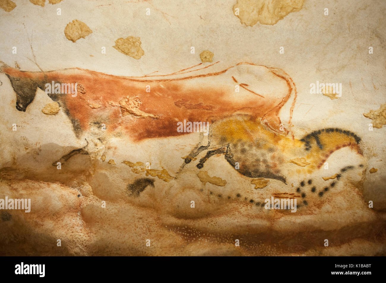 Prehistoric cave paintings of auroch (now extinct wild bull) and wild ...