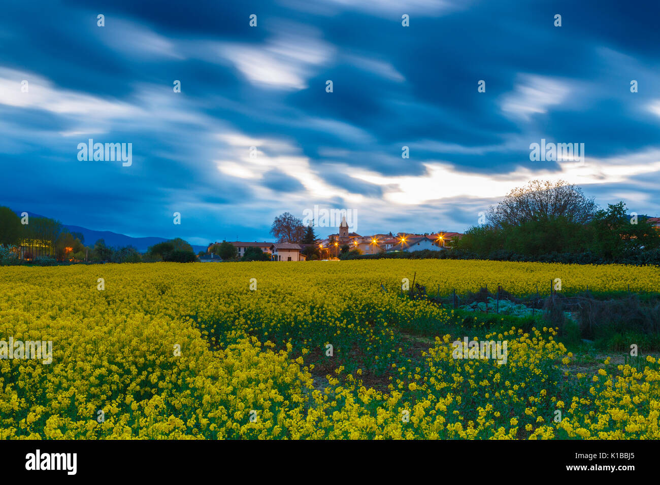 Rapeseed crop (Brassica napus) and Murieta village. Estella Comarca ...